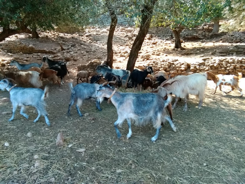 Εκτός αυτόχθονων φυλών τα αιγοπρόβατα της Κρήτης | MeatNews.gr