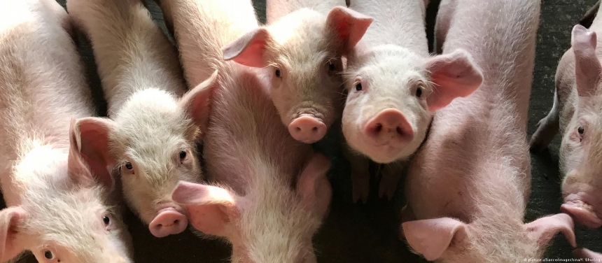 Σε έξαρση η πανώλη των χοίρων στη Γερμανία | MeatNews.gr